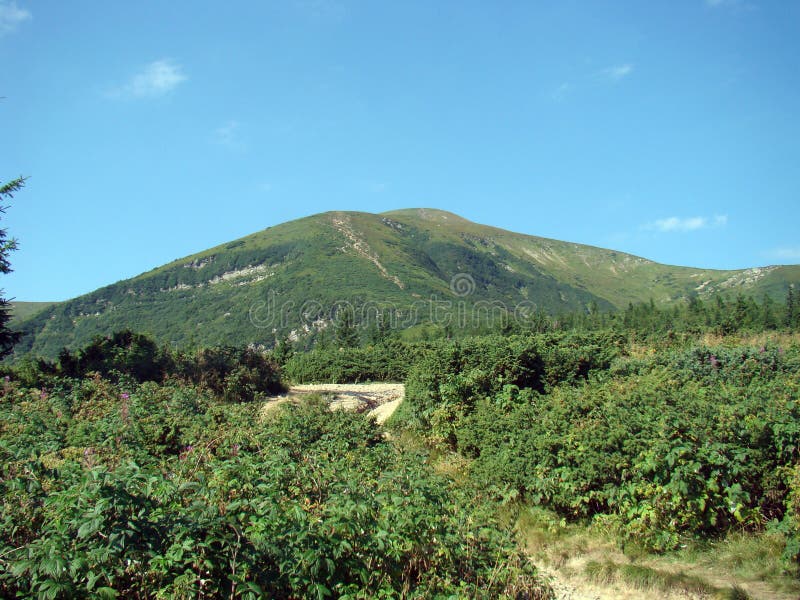 Goverla. Forest on the Mountain Slopes. Stock Photo - Image of tree ...