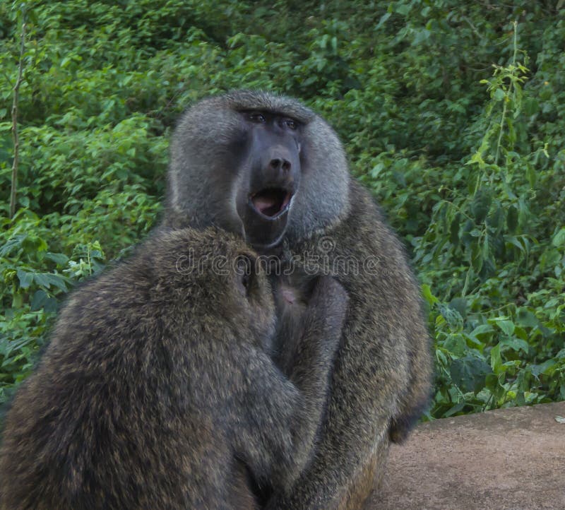 Governare dei babbuini immagine stock. Immagine di soci - 50754005