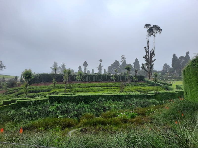 Government Botanic Park Ooty Stock Image - Image of meadow, garden ...