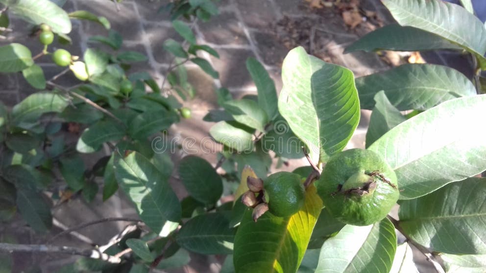 Goya stock photo. Image of design, goya, fruit - 135036210