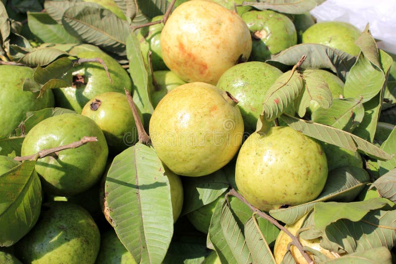 Goyave photo stock. Image du jaunâtre, doux, rouge, graines - 34356122