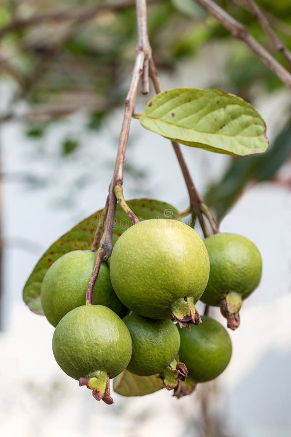 Groupe De Goyave Rouge Sur L'arbre Dans Le Jardin Photo stock - Image ...