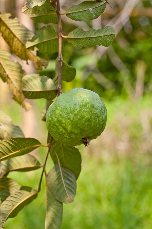 Fruit Tropical De Goyave Sur L'arbre Image stock - Image du pile, linné ...