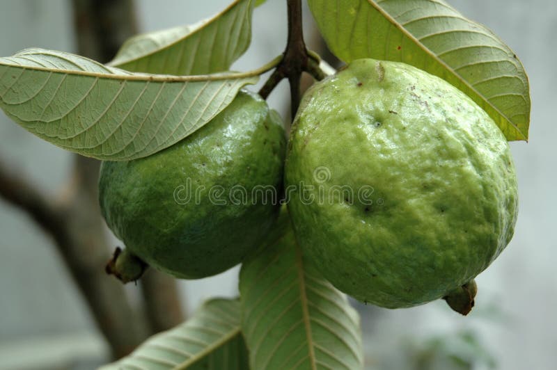 Groupe De Goyave Rouge Sur L'arbre Dans Le Jardin Photo stock - Image ...