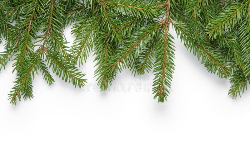 Gräns Från Granris Med Skugga Arkivfoto - Bild av beröm, tomt: 34301114