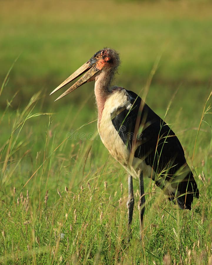Maraboustork arkivfoto. Bild av rosa, huvud, utomhus - 18054442