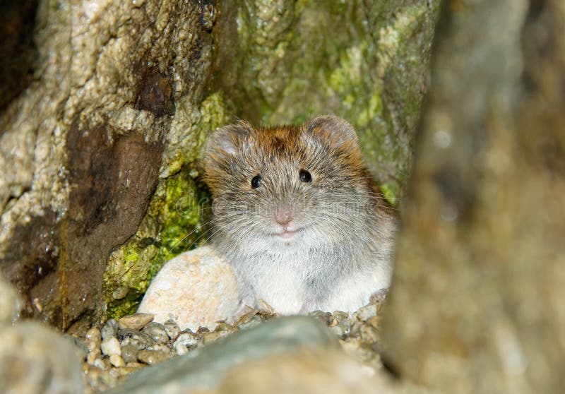 Grå liten mus fotografering för bildbyråer. Bild av tafsa - 23666139