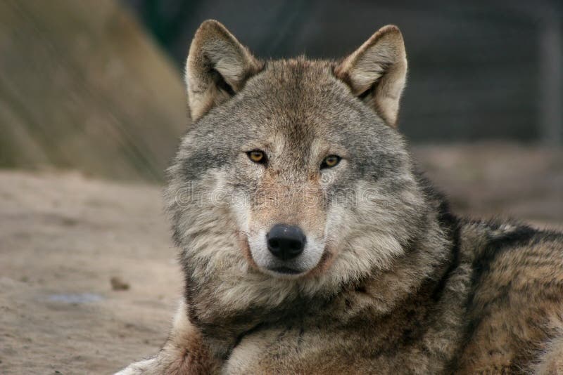 Europeisk grå wolf fotografering för bildbyråer. Bild av vild - 14474033