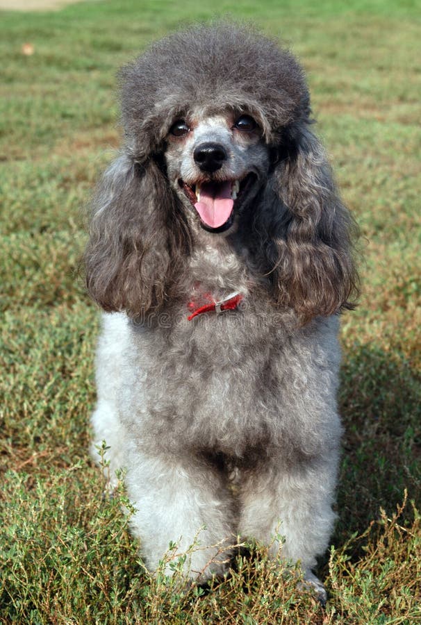Grå pudel arkivfoto. Bild av gulligt, gräs, teman, pudel - 33544328