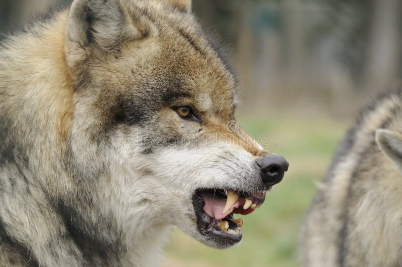 Gråvarg Canis Lupus Head Down Baring Canine Tandtand På Hösten ...