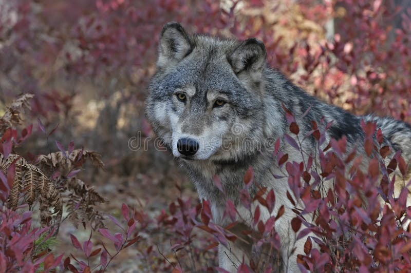 Grå wolf fotografering för bildbyråer. Bild av angus, timmer - 6136401