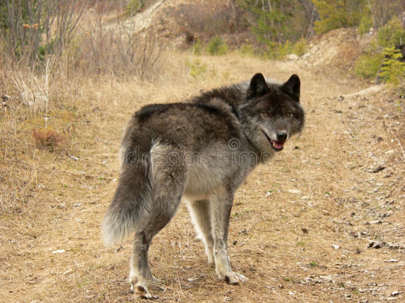 Gråvarg Med Grin Isoleras På Vitt Arkivfoto - Bild av hund, aggressiv ...