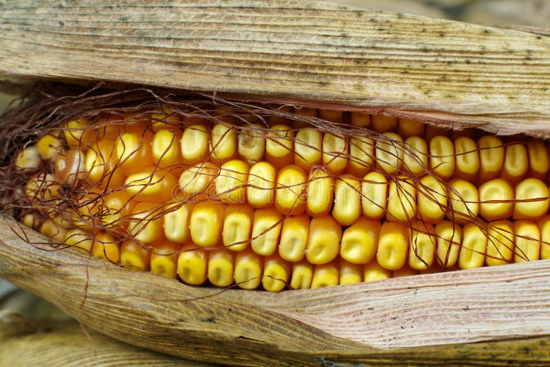 Milho seco imagem de stock. Imagem de sementes, semente - 35349313
