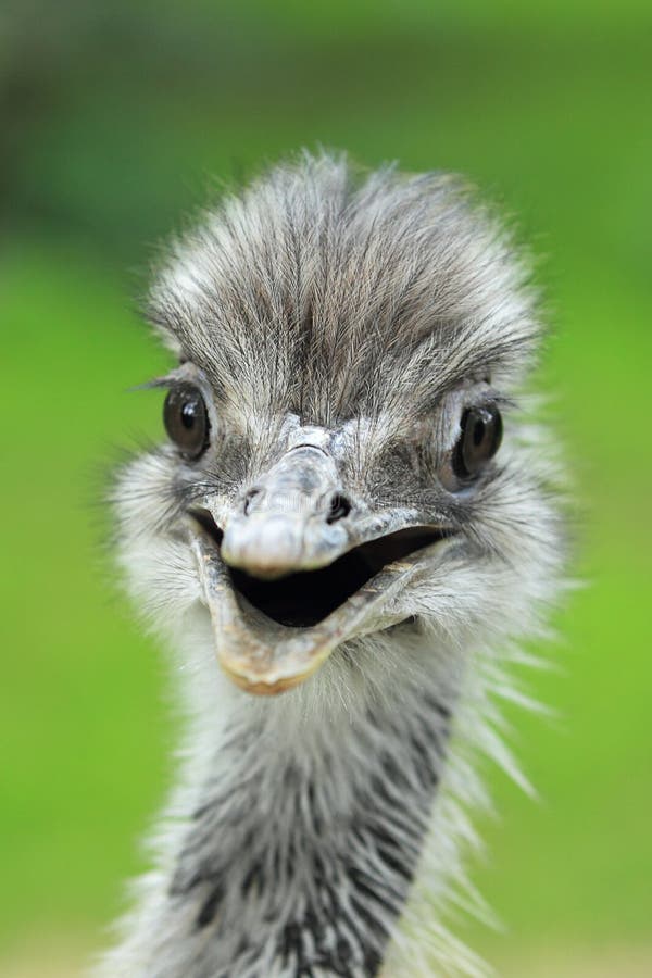 Der Nandu (Rhea Americana) stockbild. Bild von kopf, grösser - 36360527