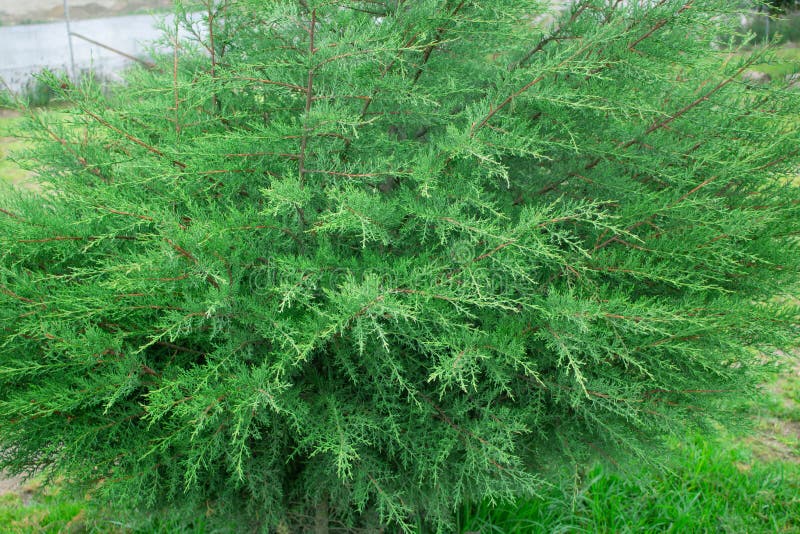 Enbuske Stock Foton , bilder och fotografi - Ladda ner 240 foton