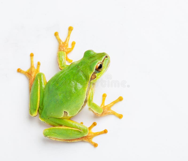Grön groda arkivfoto. Bild av stängning, grön, kopia - 40000526