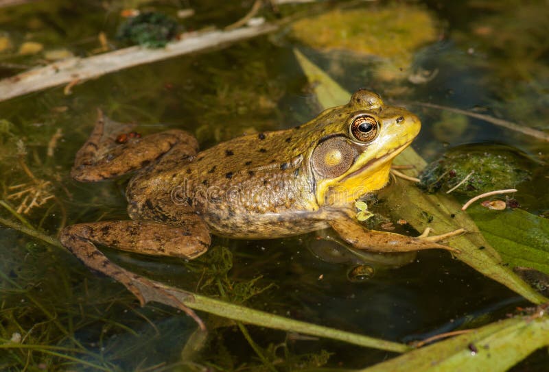 Groda arkivfoto. Bild av padda, groda, natur, fenben - 25896742
