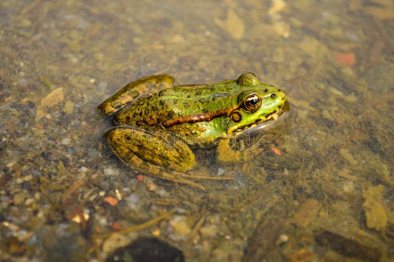 Grön Groda Med En öppen Mun Arkivfoto - Bild av alon, isolerat: 43558918