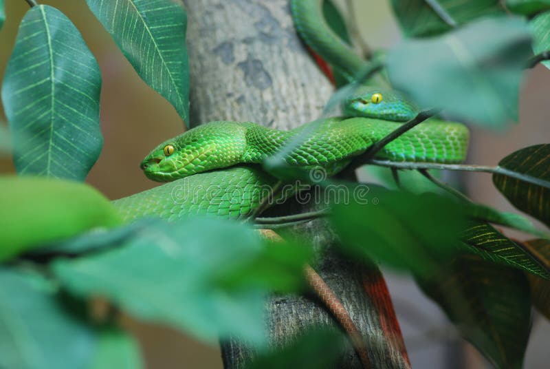 Grön huggorm för orm två fotografering för bildbyråer. Bild av huggorm ...