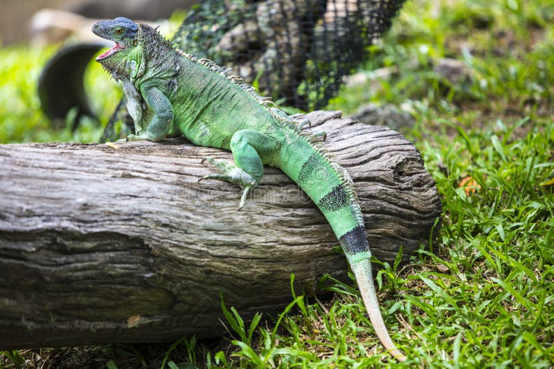 Grön leguan arkivfoto. Bild av rovdjur, grön, djurliv - 32415806