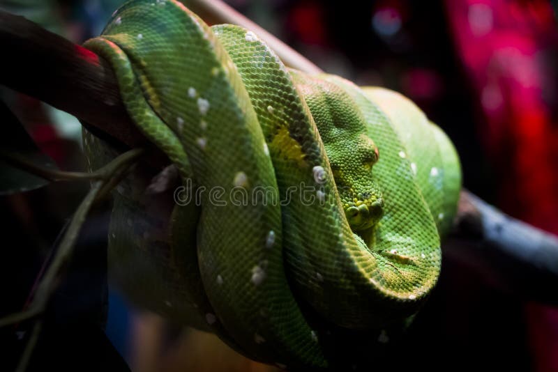 Grön orm arkivfoto. Bild av huvud, green, brigham, stam - 32337236