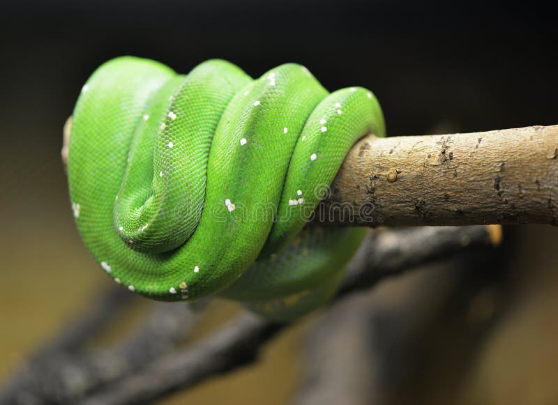 Ormar Från Afrika - Grön Treeorm 3 Fotografering för Bildbyråer - Bild ...