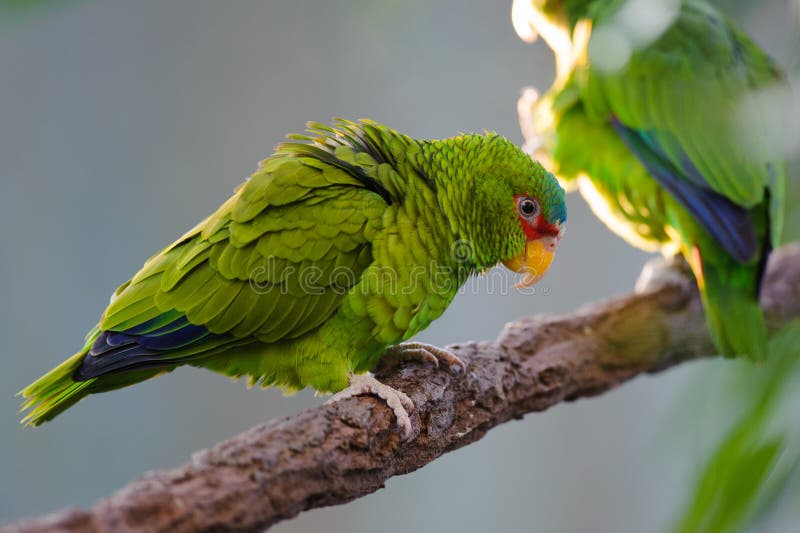 Par Av Fåglar, Militär Ara För Grön Papegoja, Munkhättamilitaris ...