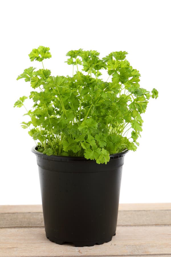 Grön persilja i en kruka fotografering för bildbyråer. Bild av ...