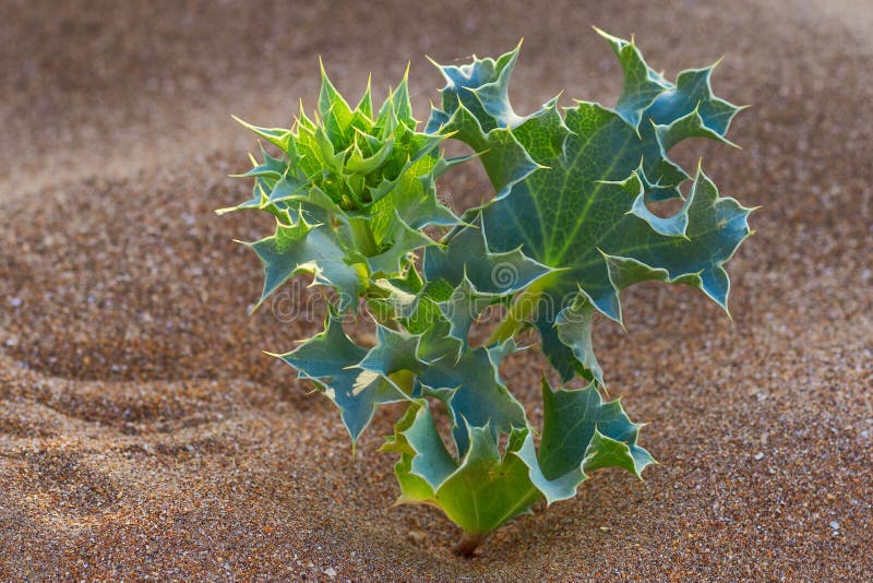 Gröna Långa Vita Taggtaggar För Buske Fotografering för Bildbyråer ...