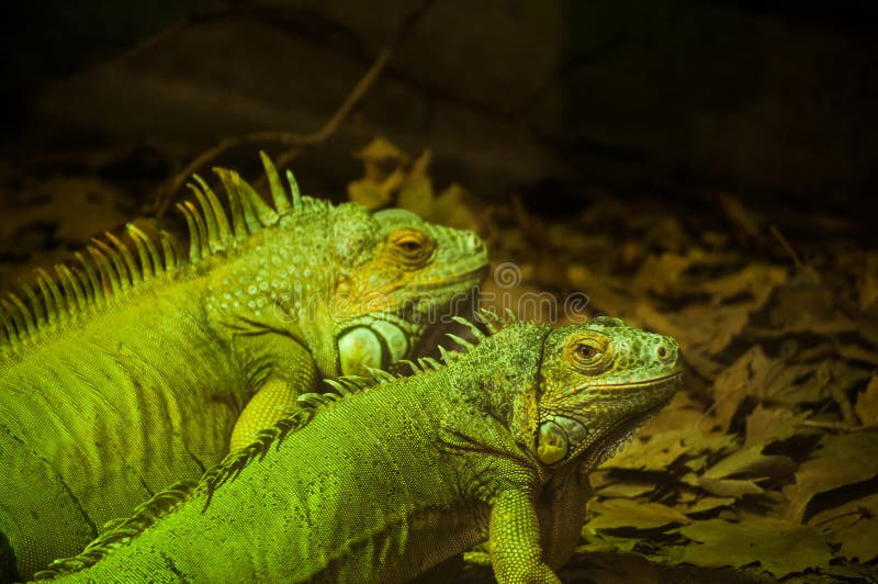 Leguaner av Guayaquil arkivfoto. Bild av leguaner, reptil - 42802322