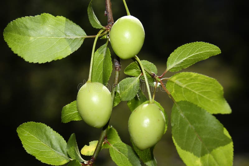 Torkad plommon arkivfoto. Bild av höst, frukt, hälsosam - 22184504