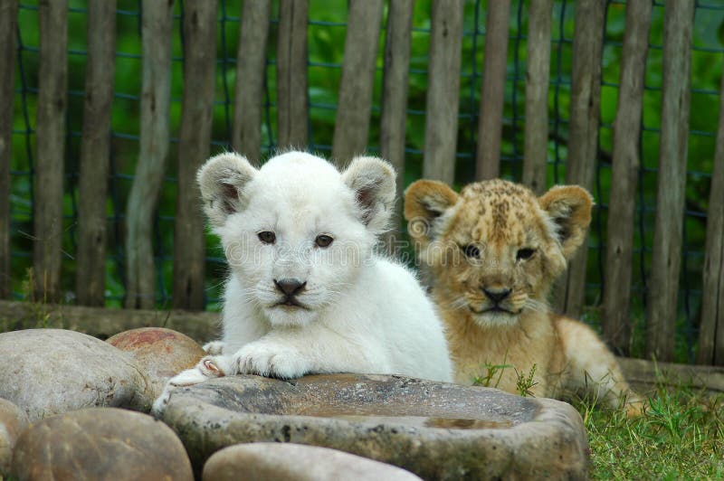 Vitt lejon fotografering för bildbyråer. Bild av stänga - 60233481