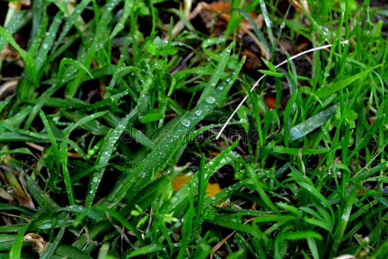 Grönt gräs fotografering för bildbyråer. Bild av gräs - 50977559