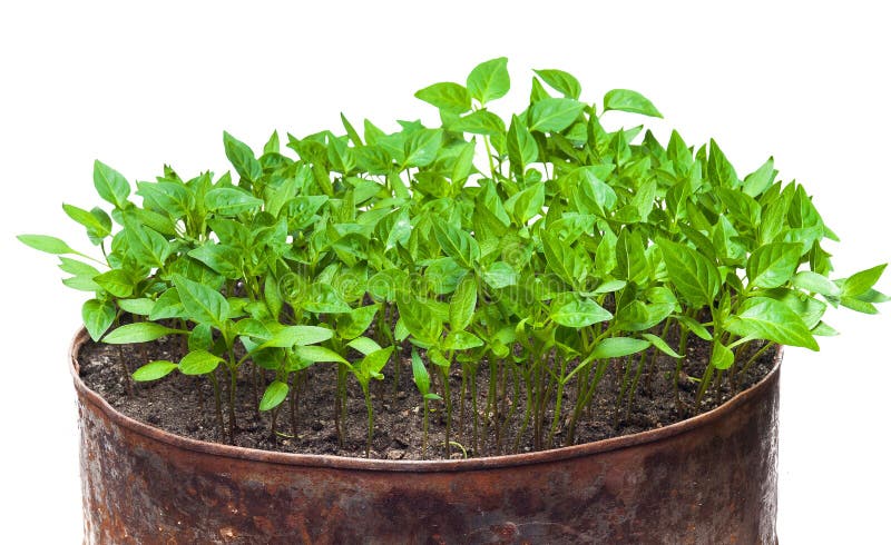 Grün Keimt Das Wachsen Von Den Samen Pfeffer Stockbild - Bild von ...