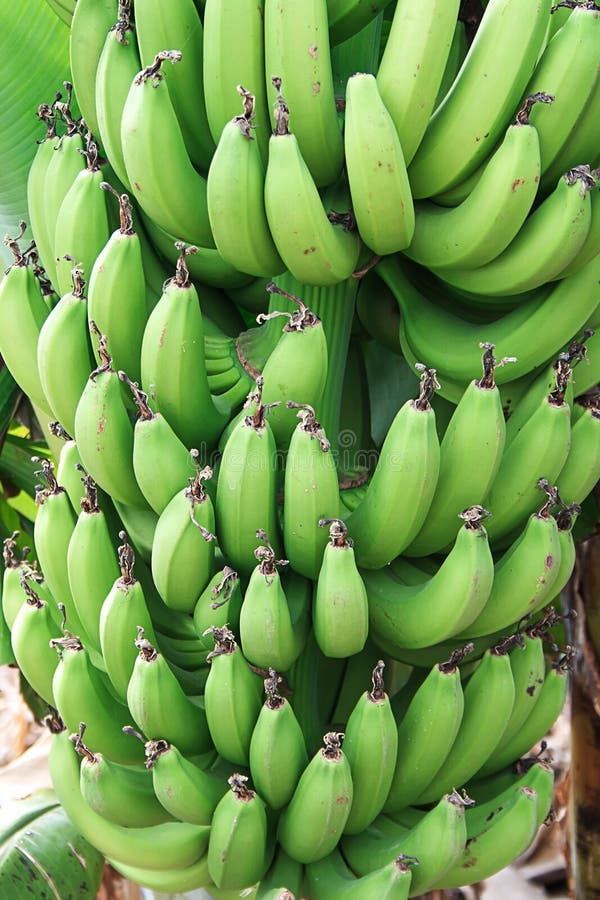 Grüne Bananen, Die Auf Einer Bananenanlage Wachsen Stockfoto - Bild von ...