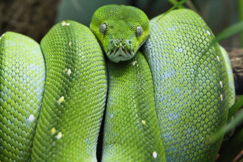 Grüne Baum-Boa stockbild. Bild von umarmung, augen, pressung - 31512013