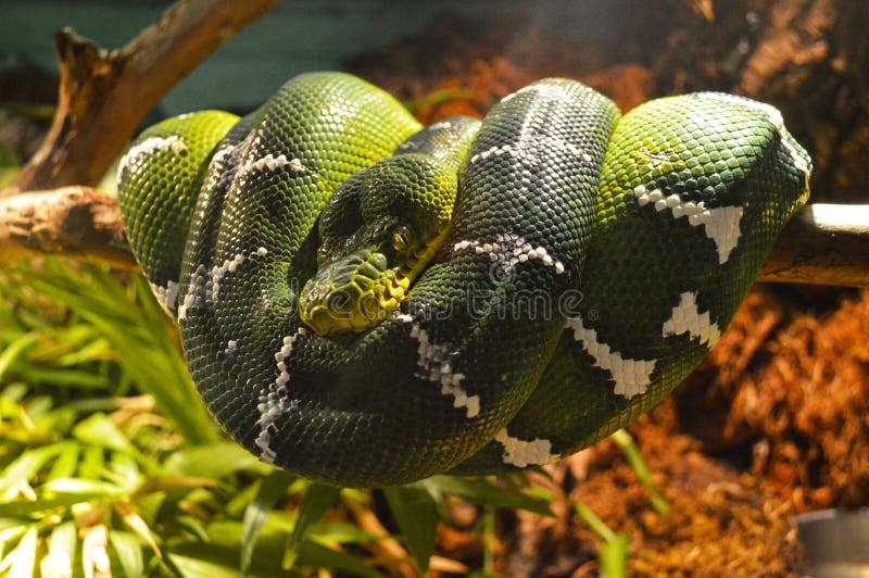 Amazonas-BaumBoa Constrictor Stockbild - Bild von schlange, constrictor ...