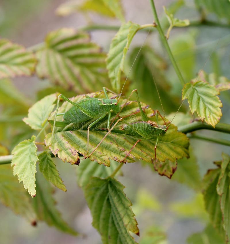 Grüne Grillen stockfoto. Bild von tier, grün, heuschrecke - 59809166