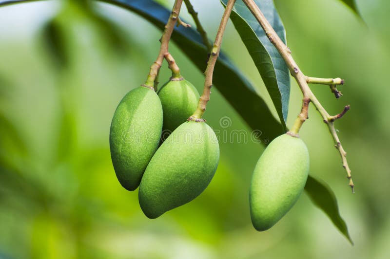 Grüne Mango Lokalisiert Auf Weißem Hintergrund Stockfoto - Bild von ...