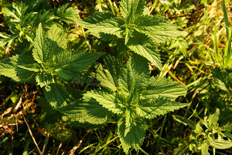Nessel stockbild. Bild von bestandteil, wiese, nave, gesund - 44595863