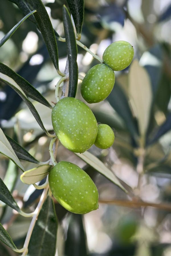Grüne Oliven Auf Einem Baum Stockbild - Bild von frucht, nahrung: 3244189