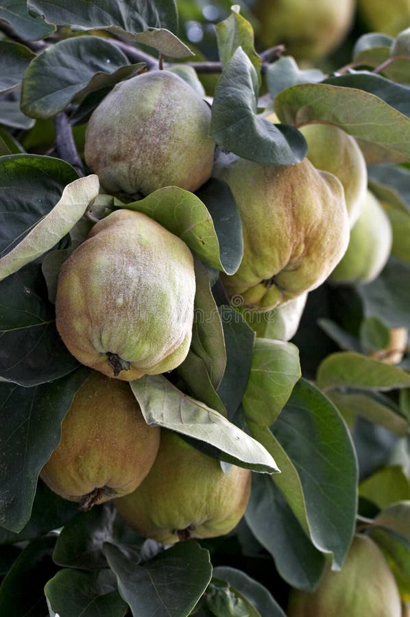 Quittefrucht auf dem Baum stockfoto. Bild von reifen - 20061242