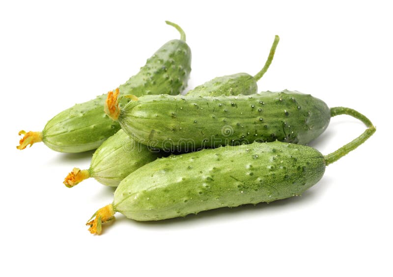 Grüner Gurken-Baum stockfoto. Bild von betrieb, bauernhof - 51754408