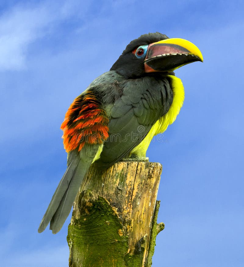 Aracari-Tukane stockbild. Bild von verriegelung, amerika - 37513113
