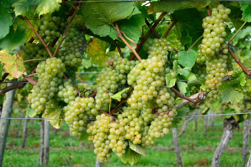 Trauben im Weinyard stockfoto. Bild von zweig, grow, wachstum - 26109450