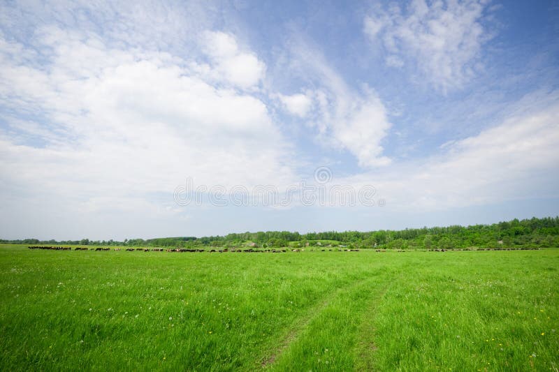 Grüne Weide stockfoto. Bild von wiese, schönheit, frische - 19767148