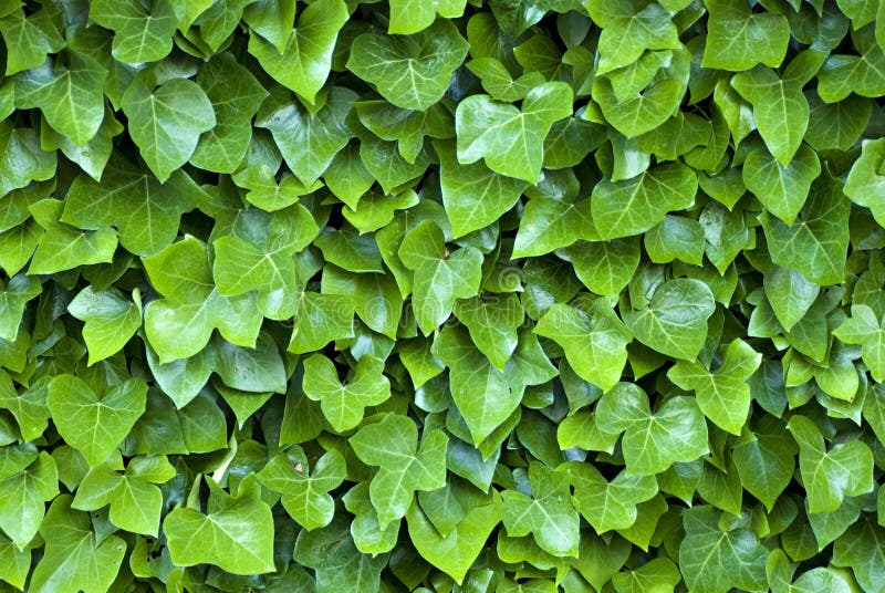 Efeuwand stockfoto. Bild von vegetation, hintergrund - 15132984