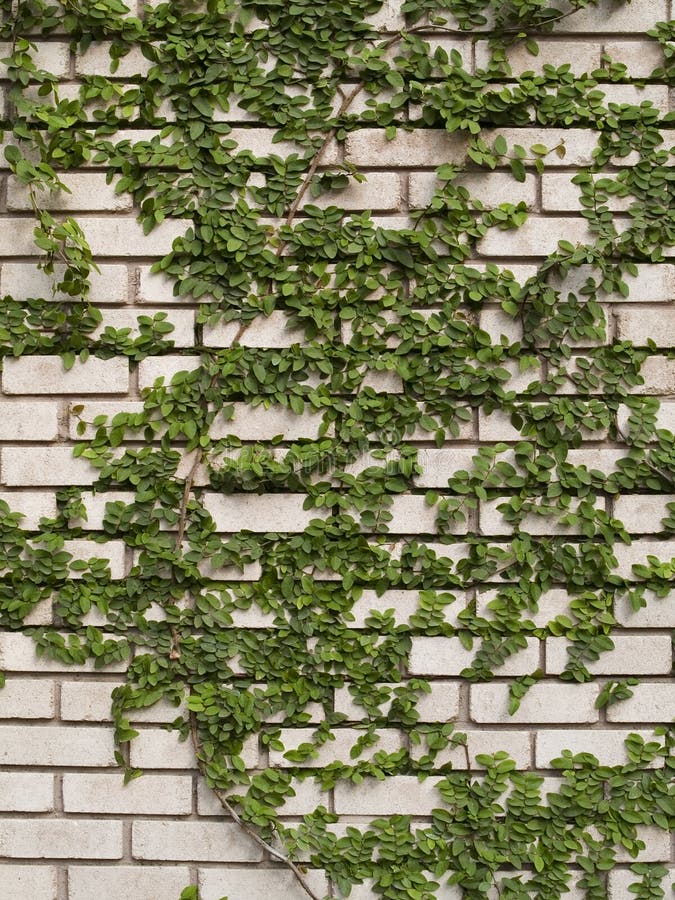 Grüner Efeu auf Wand stockbild. Bild von sonderkommandos - 644863