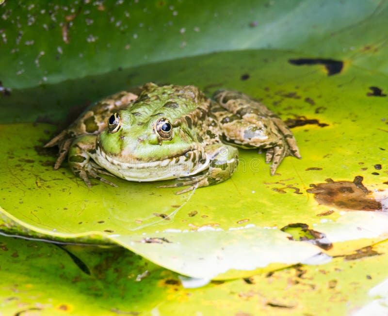 Frosch-Tarnung stockfoto. Bild von versteckt, blatt, gebirgssee - 41502372