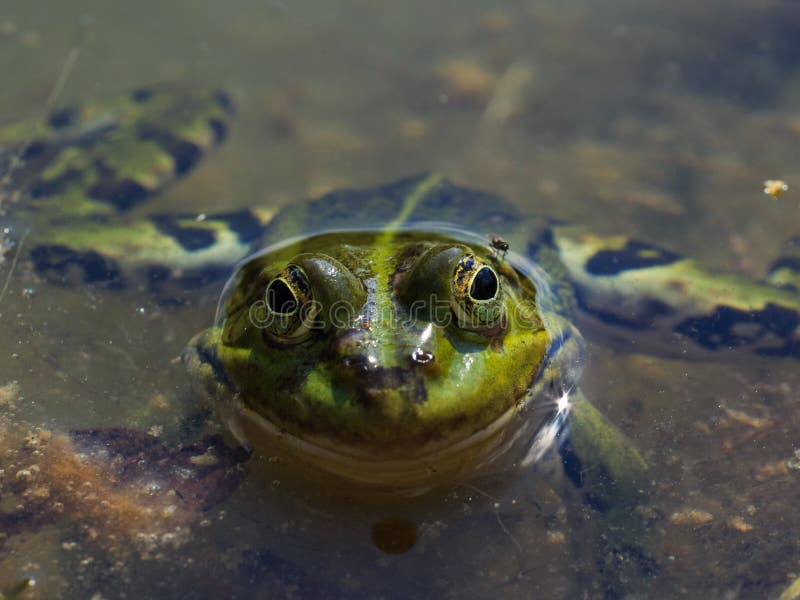 1,481 Frosch Mit Fliege Stock Fotos - Freie & Royalty-Free Stock Fotos ...